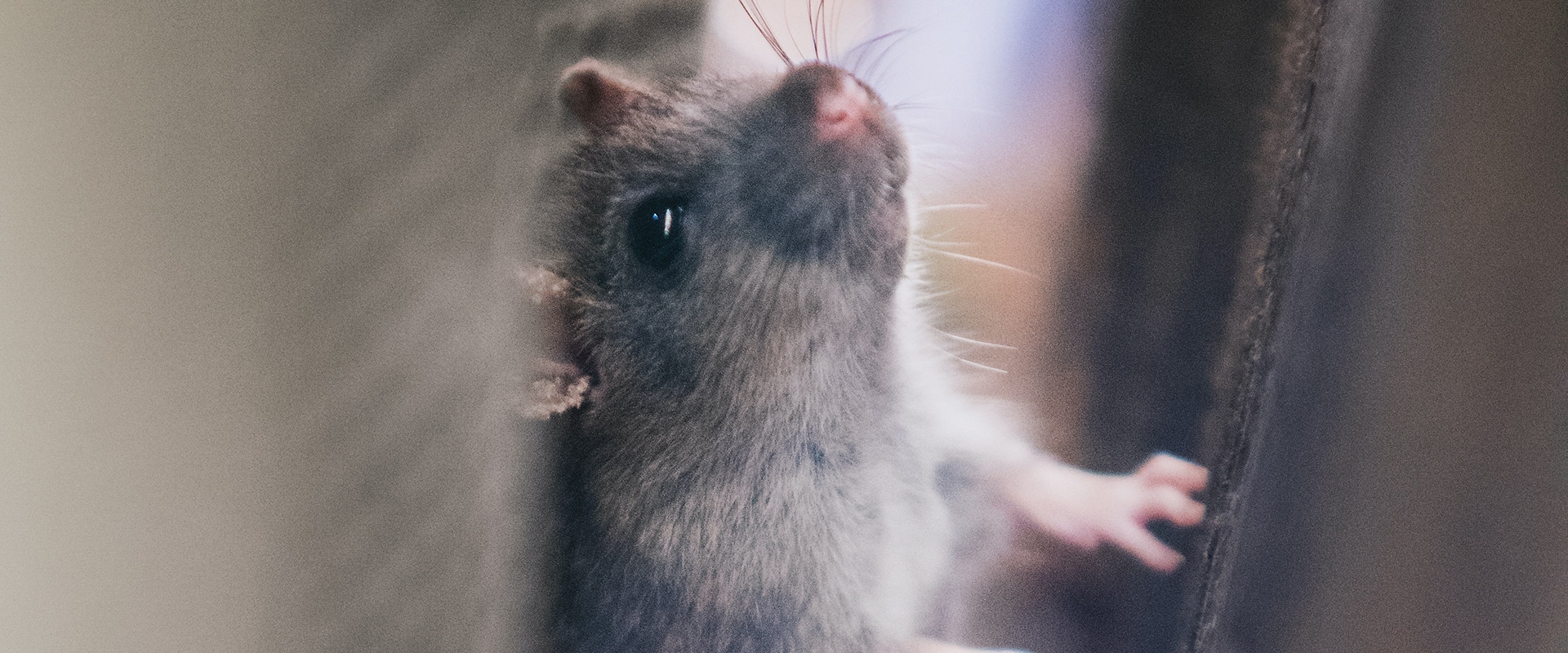 Les meilleurs conseils pour se débarrasser des souris à Montréal - L ...
