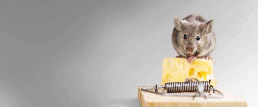 Comment boucher un trou de rat dans la terre ? - L'annuaire de la réno ...